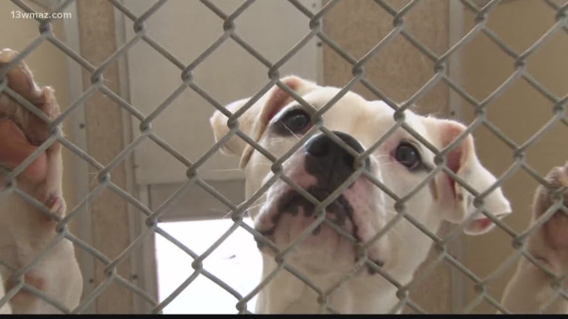 Several Central Georgia animal shelters at capacity from Bibb County ...