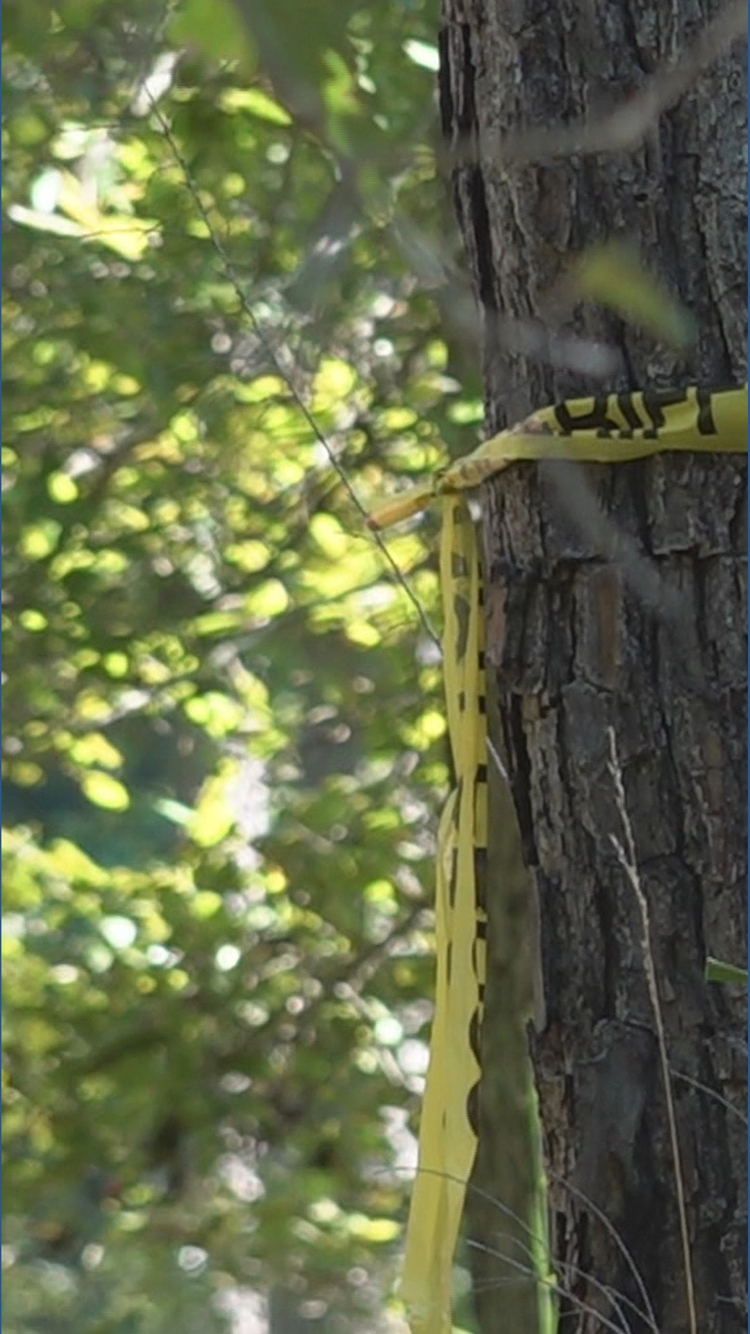 Deadly Baldwin County plane crash investigation begins | 13wmaz.com