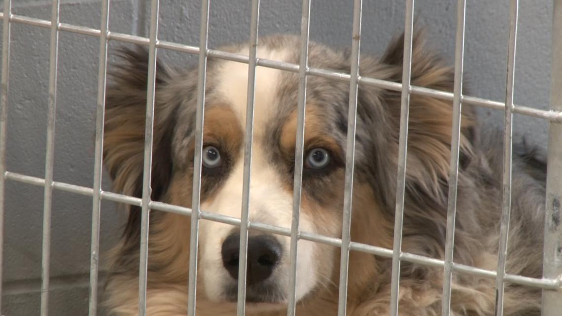 Laurens County Animal Control opens new facility | 13wmaz.com