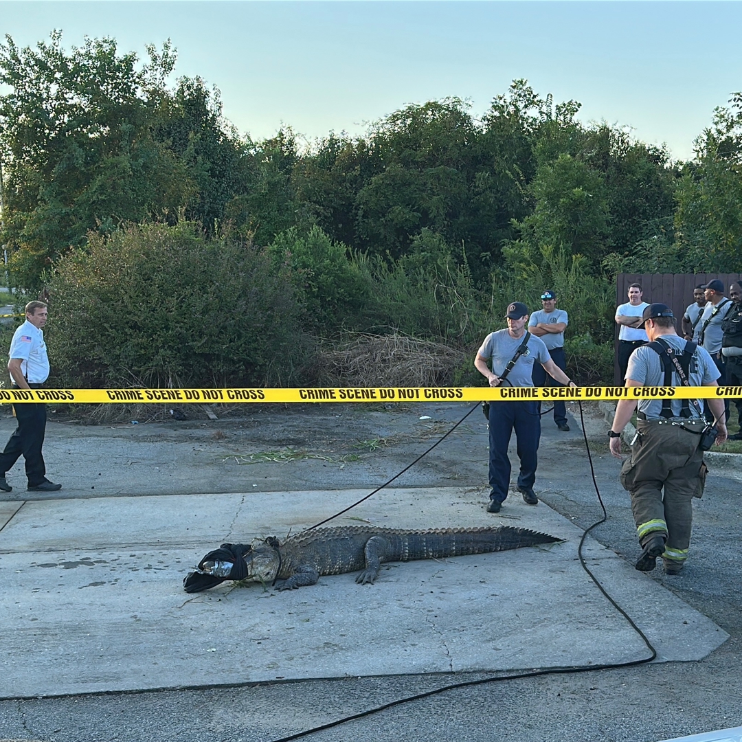 Alligator found near McDonald's in Macon tied up | 13wmaz.com