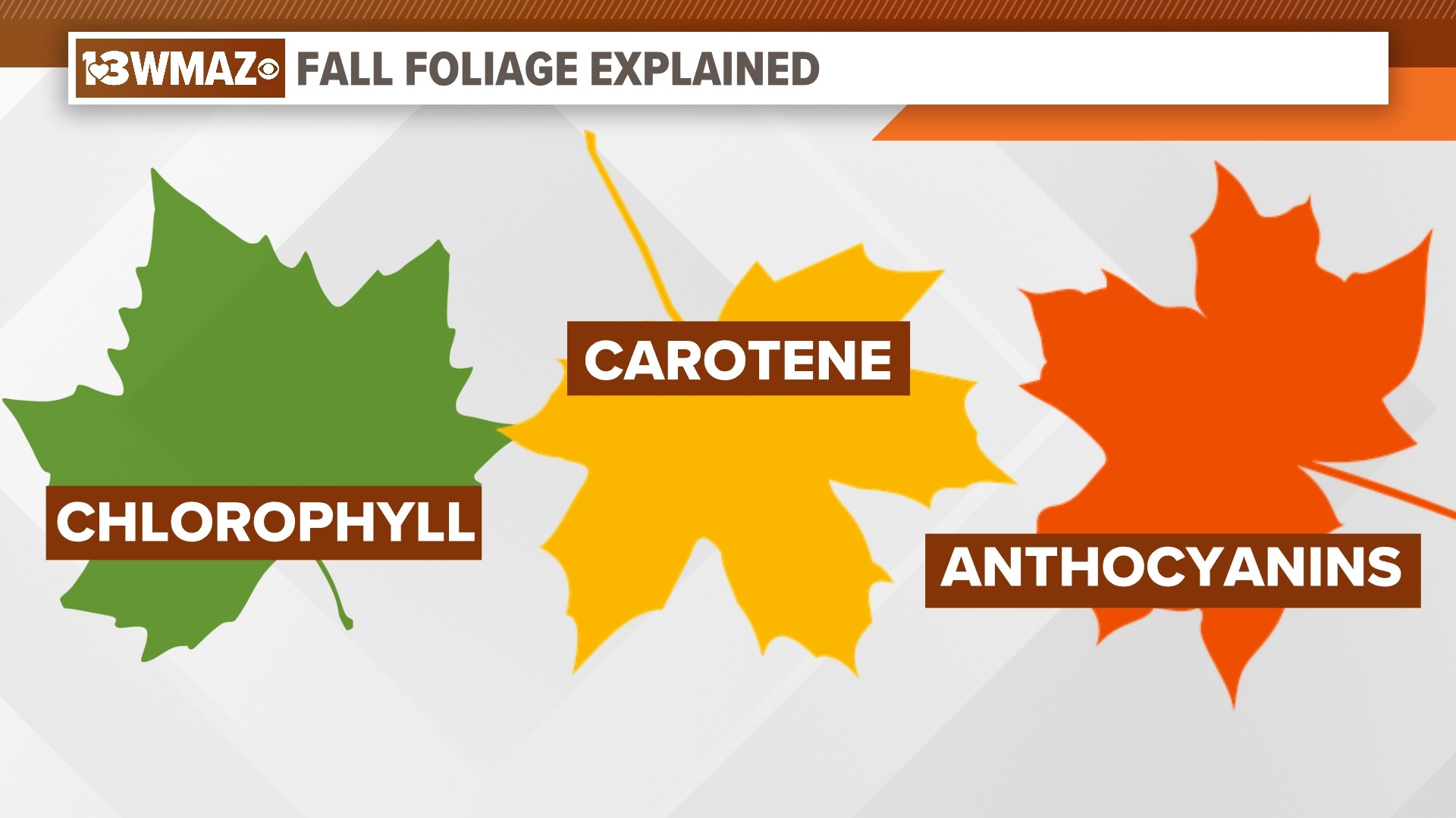 Why do leaves change colors during fall? | 13wmaz.com