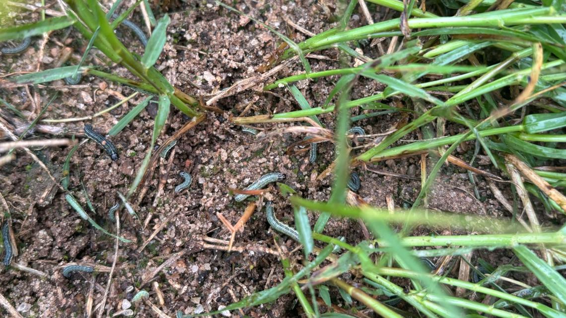 Georgia farmers mitigating fall armyworm pest amid harvest season ...