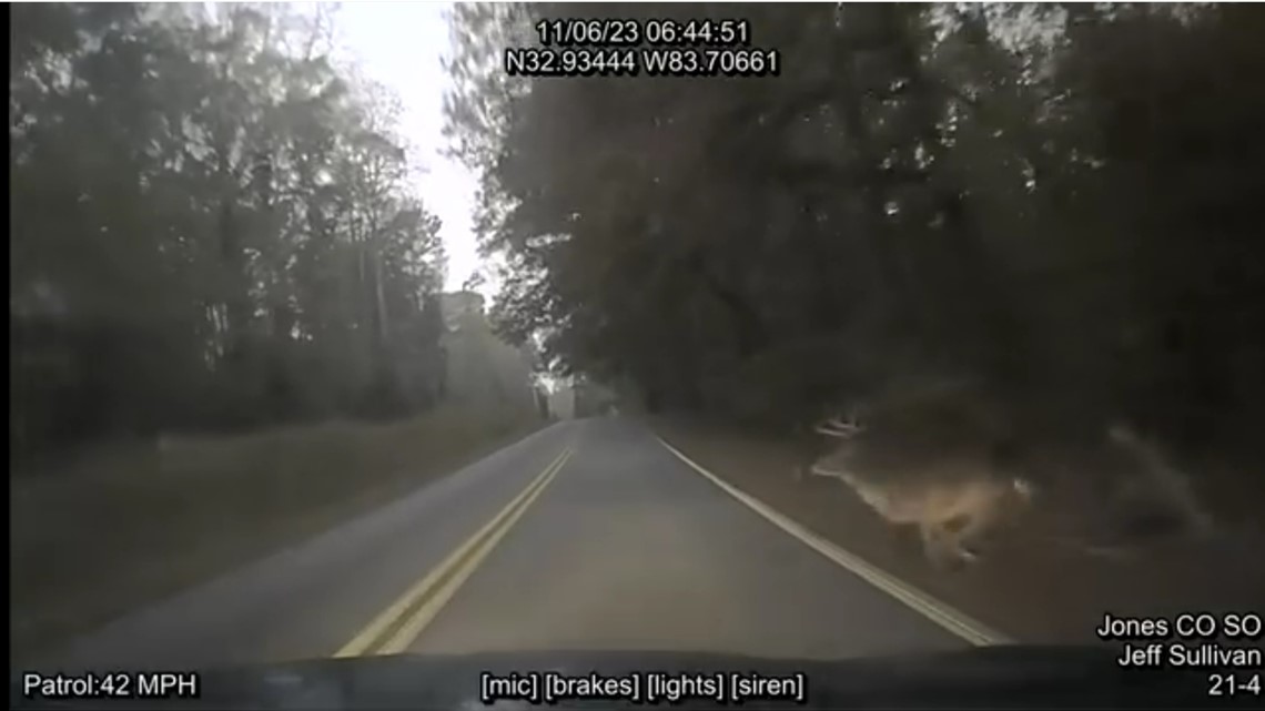Deer collisions causing mayhem in Jones County | 13wmaz.com