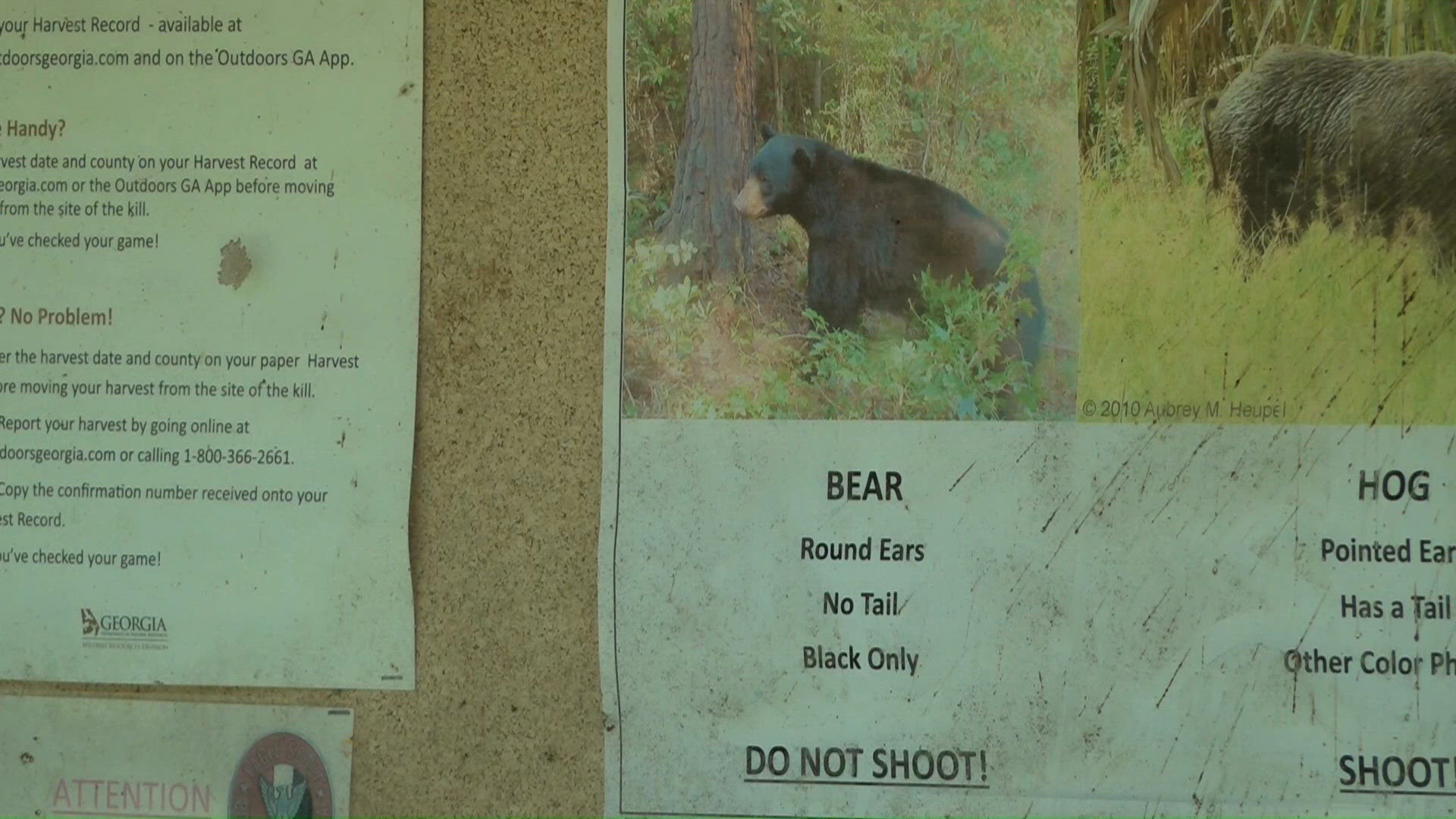People in Houston County urged to stay alert during active bear season ...