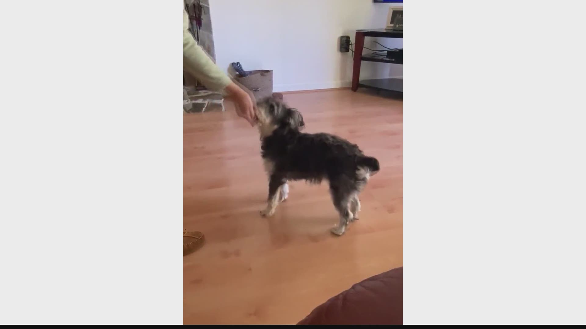 Central Georgia pets show off skills for 13WMAZ's Pet Talent Show ...