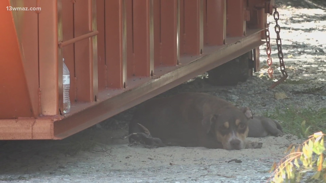 Susan Joseph envisions change for Macon-Bibb's animal welfare | 13wmaz.com