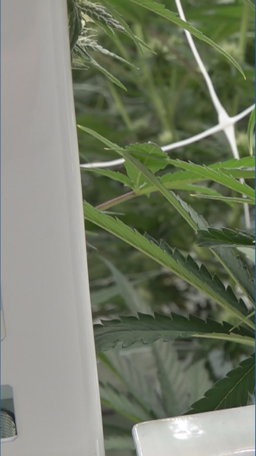 Georgia bill would ban police from searching cars based on marijuana ...
