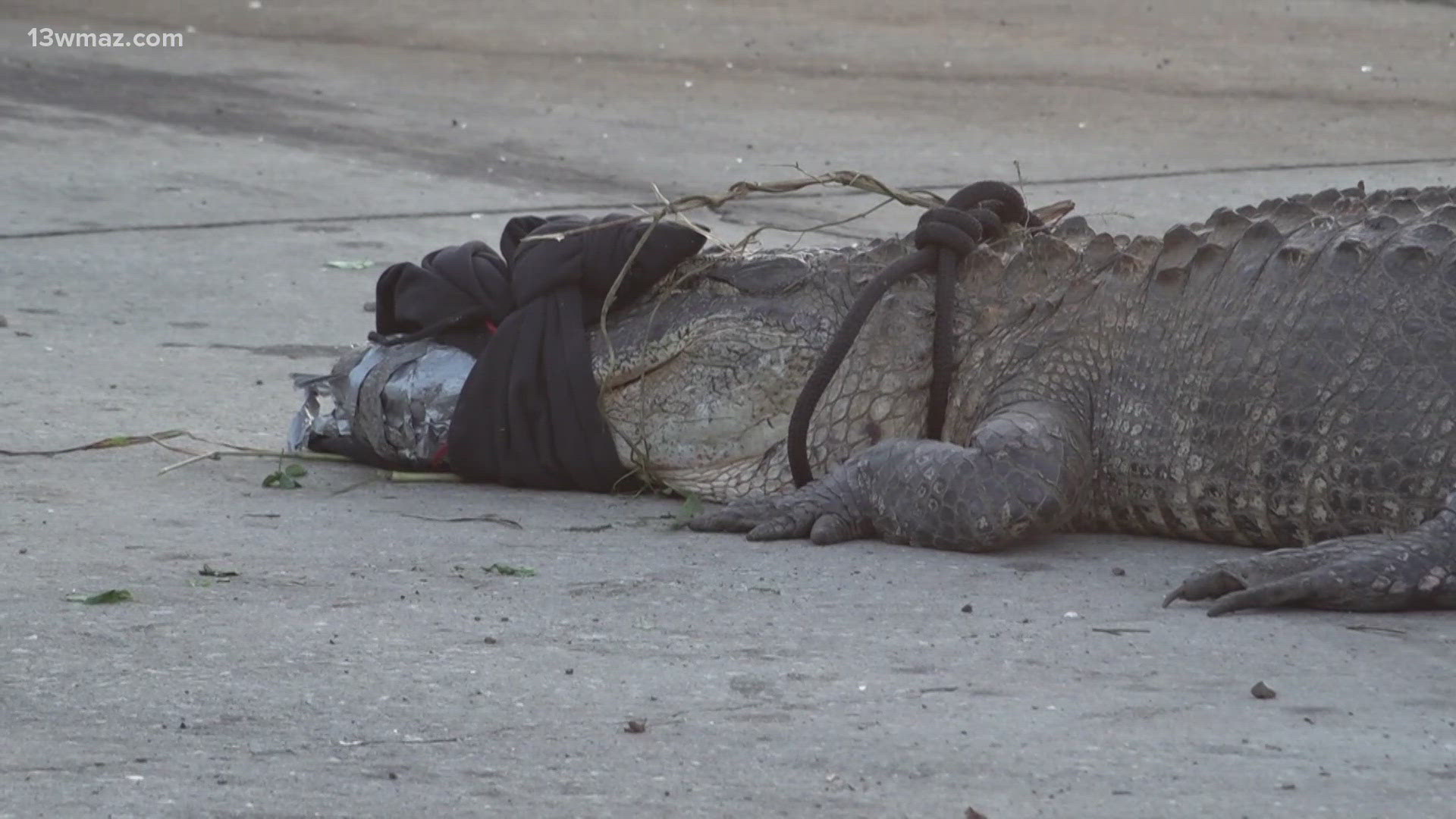 Alligator captured in McDonald's parking lot on Rocky Creek Road in ...