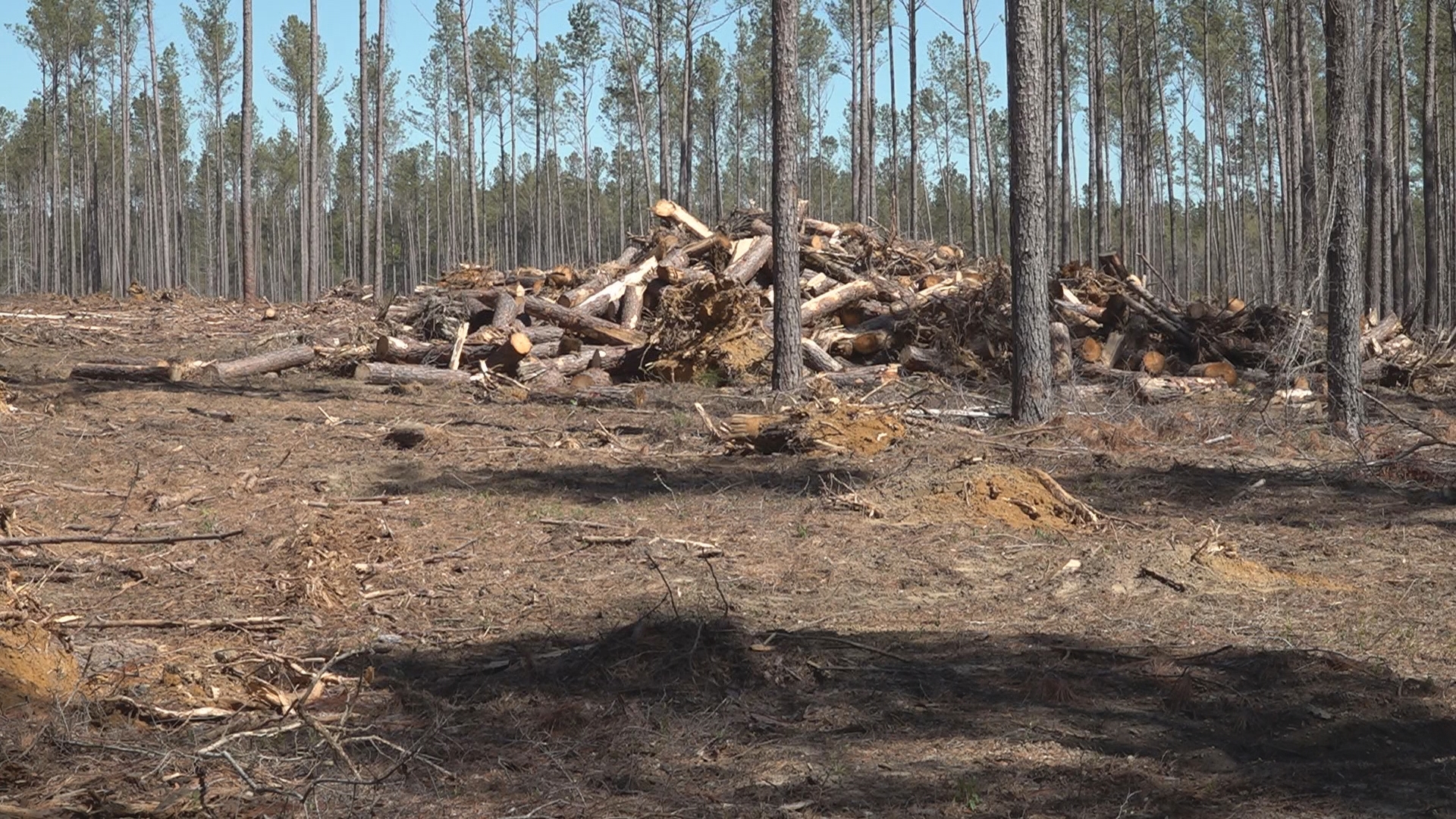 Georgia timber farmers face $1.2B in Hurricane Helene damages | 13wmaz.com