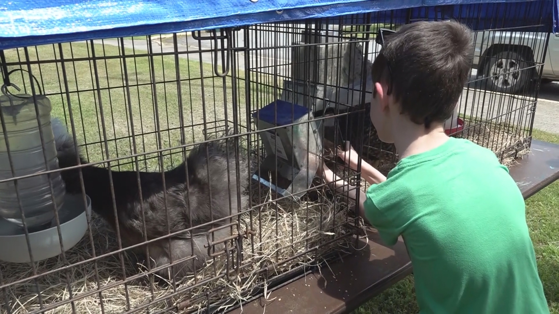 Macon event teaches people how to raise backyard chickens | 13wmaz.com