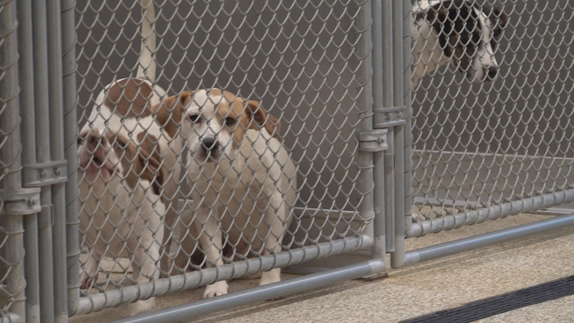 Macon-Bibb Animal Control unable to control stray, wild dogs | 13wmaz.com