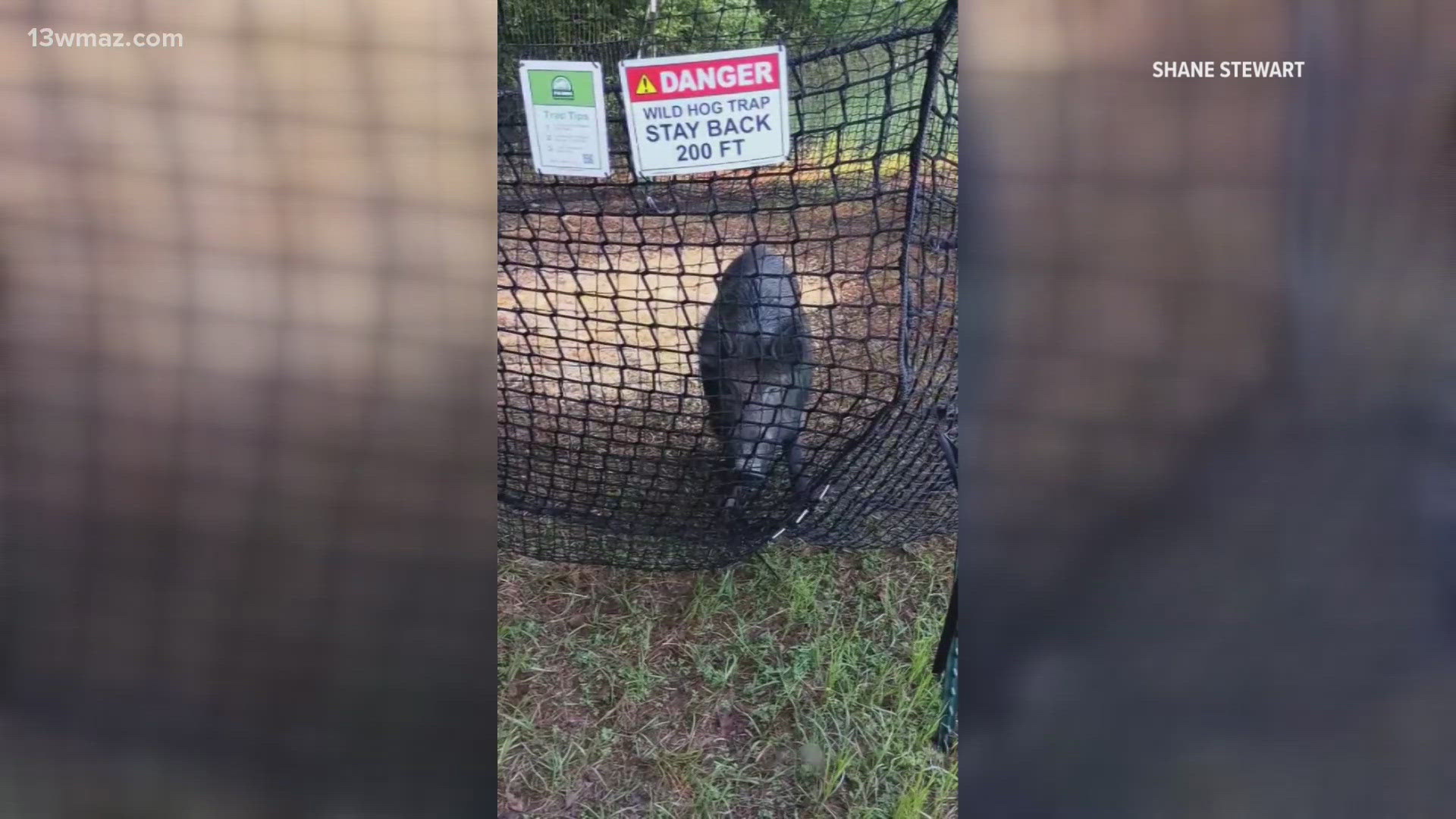 Macon man battles feral hogs in Georgia neighborhood | 13wmaz.com
