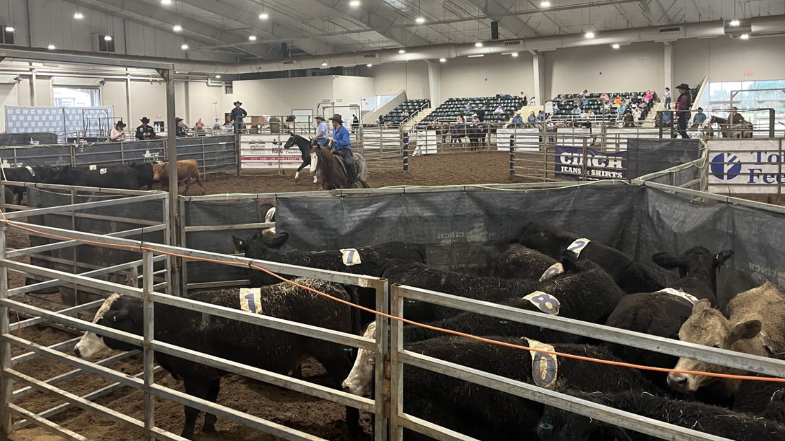 Ranch Sorting National Championship kicks off at GA Fairgrounds | 13wmaz.com