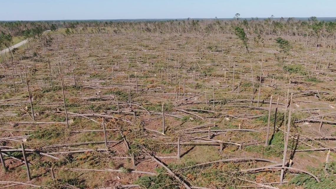 Hurricane Helene damage devastates Georgia's timber industry | 13wmaz.com