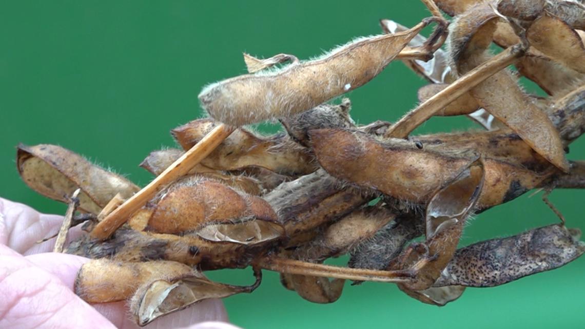 Georgia soybean farmers facing growing storm of costs, tariffs and ...