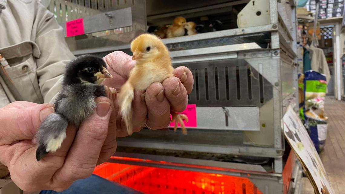 Georgia feed stores seeing increase in chick sales because of rising ...