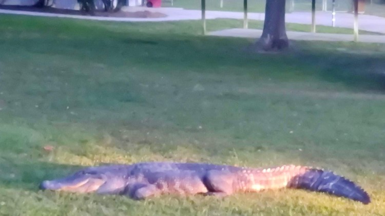 11-foot alligator named Frank captured in Macon, Georgia | 13wmaz.com