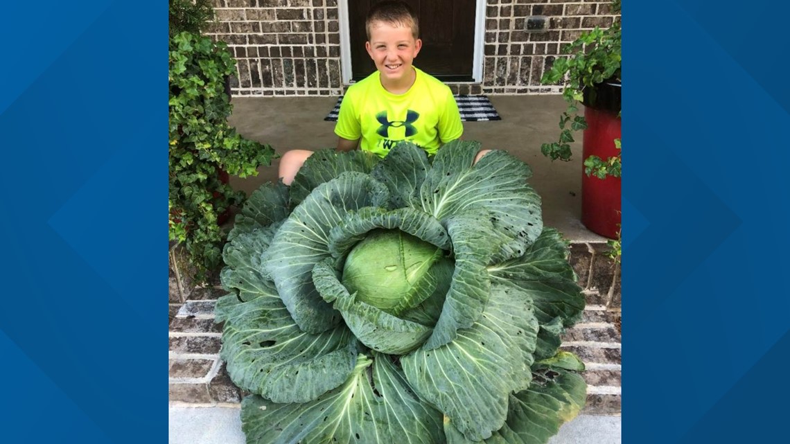 Rowan Singleton's cabbage selected, Bonnie Plants Georgia winner ...