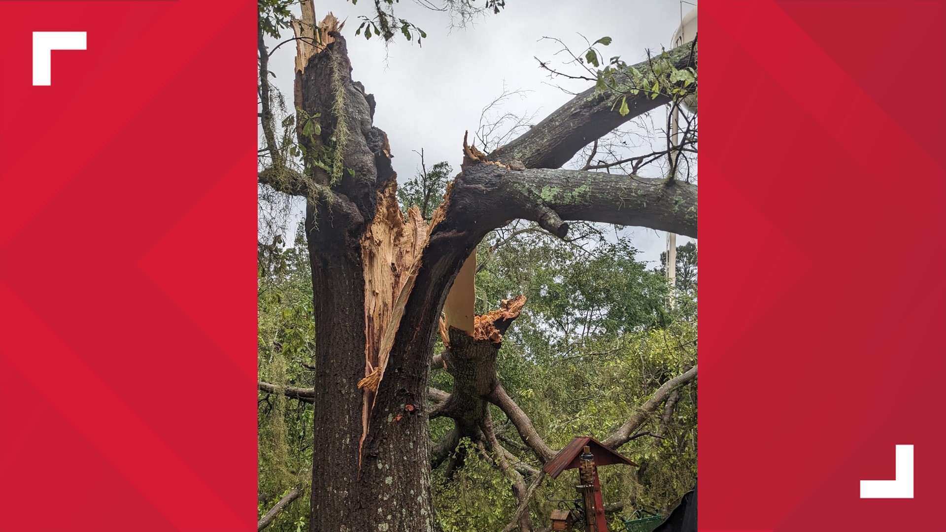 Downed trees in Houston County after severe thunderstorms | 13wmaz.com