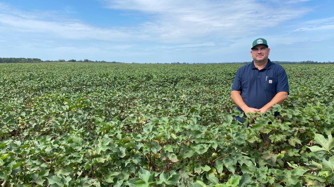 Boll Rot takes 20 percent of Georgia's cotton | 13wmaz.com