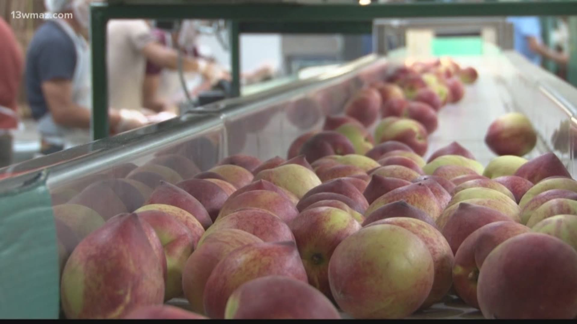 Peach packing kicks off at Lane Southern Orchards | 13wmaz.com