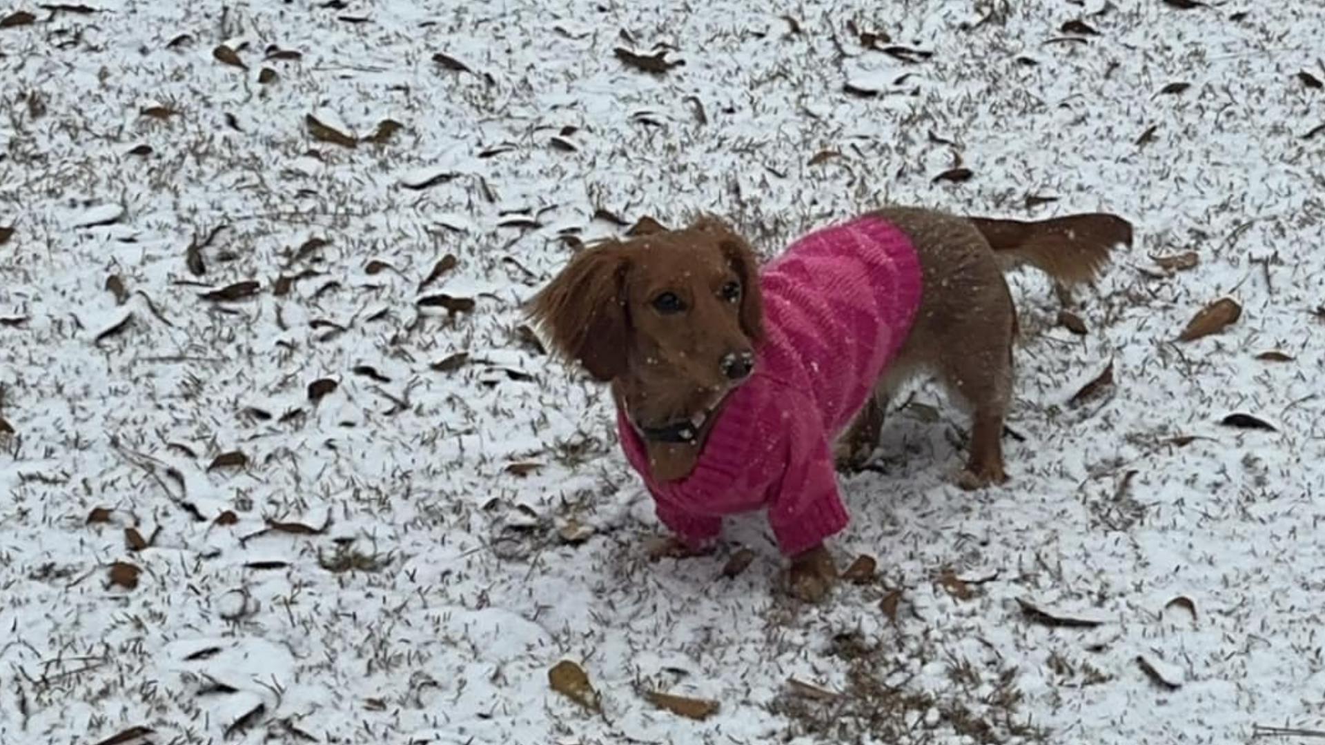 PHOTOS: Snowstorm hits Central Georgia, offering beautiful winter ...