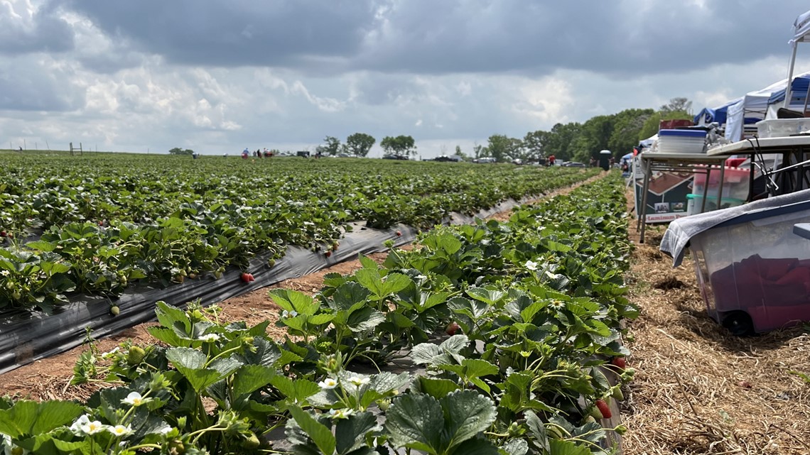 Families flock to Dickey Farms for annual Strawberry Festival | 13wmaz.com