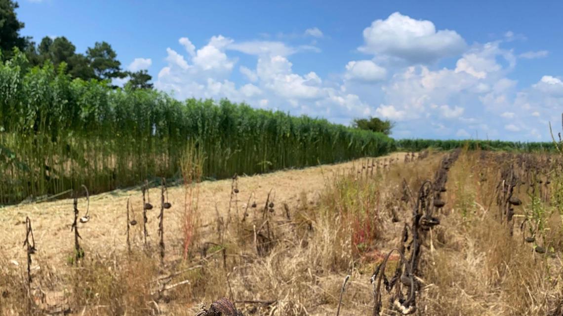 Georgia DNR plants sun hemp to provide shade for dove hunters | 13wmaz.com