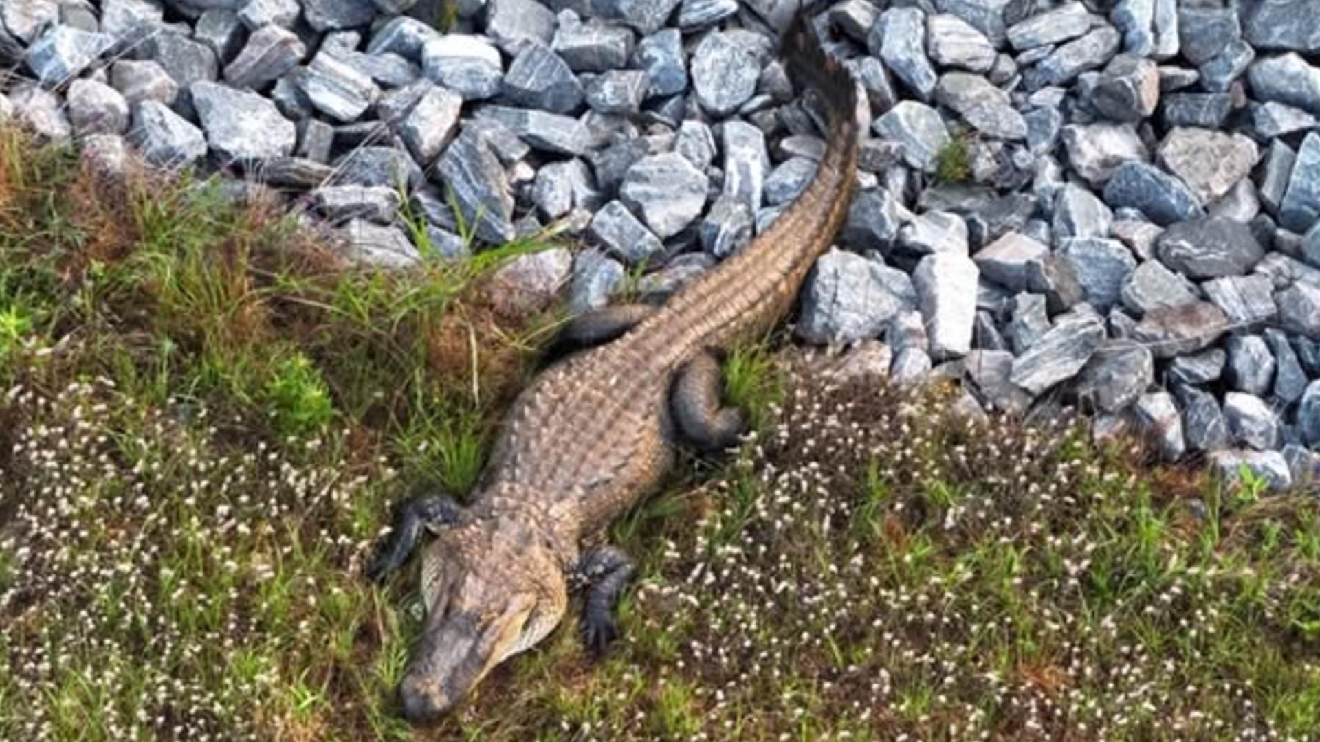 Alligator Alert | Baldwin County SO offers gator tips after alligator ...