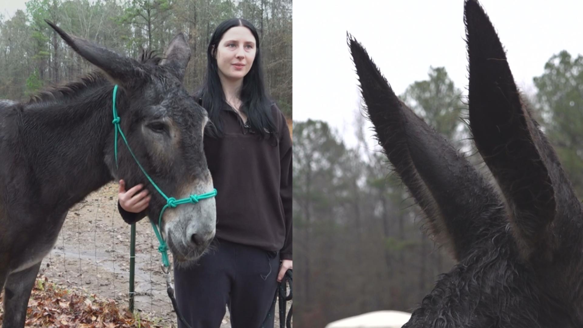 From starvation to setting records | Byron donkey rescue sets Guinness ...