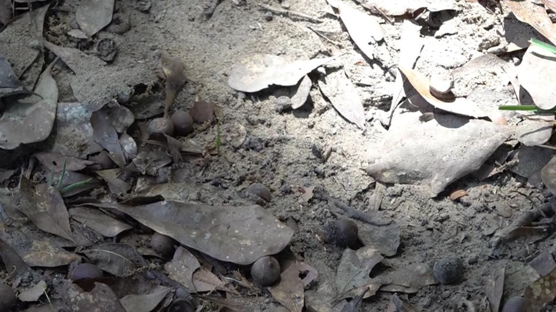 Spring brings pest surge to Central Georgia; invasive ants pose health ...