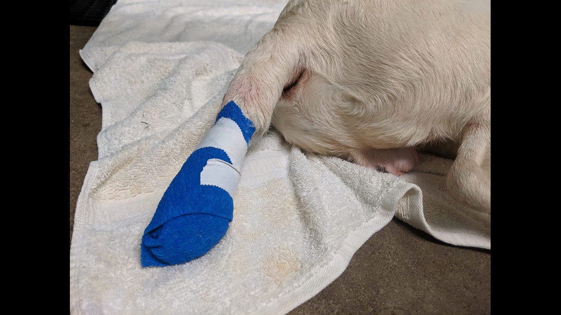 Twiggs deputies investigating dog set on fire | 13wmaz.com