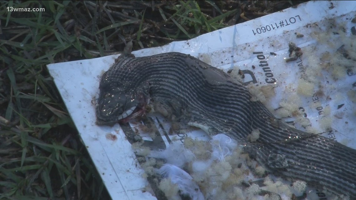 Milledgeville woman leaves rental home due to snake infestation ...