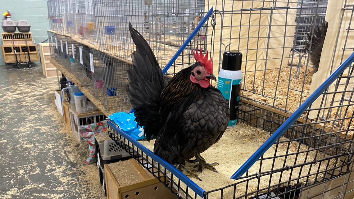 poultry show kicks off at the Georgia National Fairgrounds in Per ...