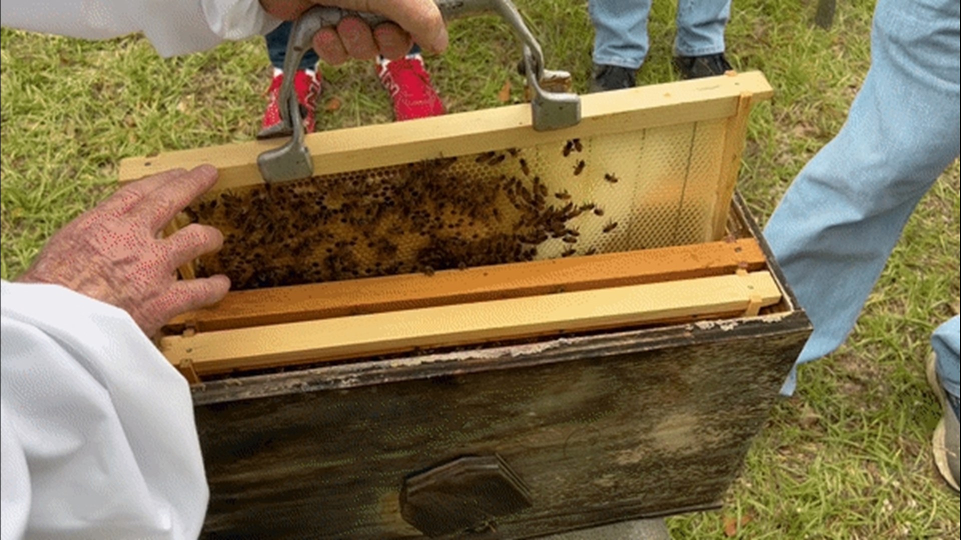 Bees & Weather: A bond that sustains Georgia's Agriculture! | 13wmaz.com