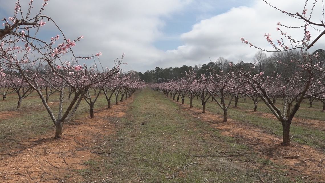 Central Georgia's Dickey Farms hopeful for fruitful peach season ...