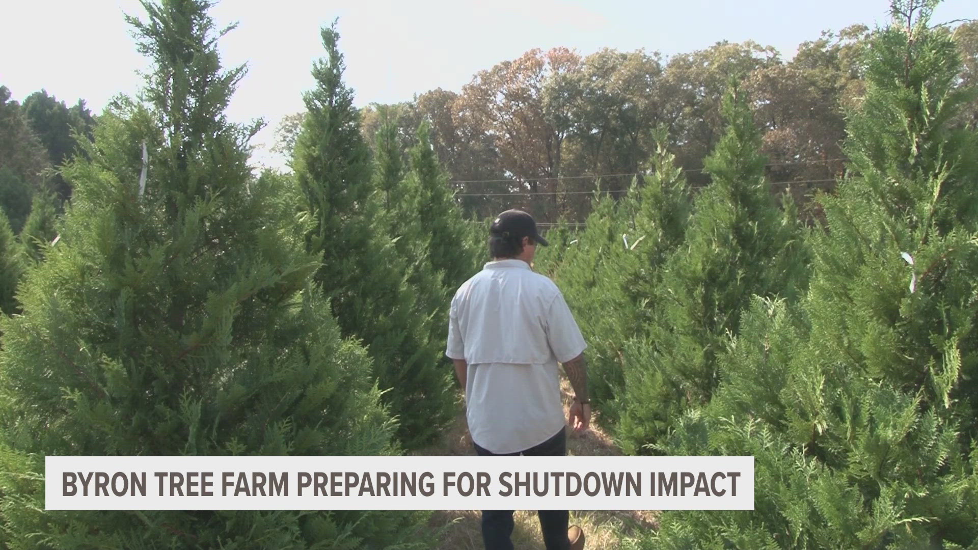 'It's a concern to me' | Owner of Byron tree farm prepares for after ...