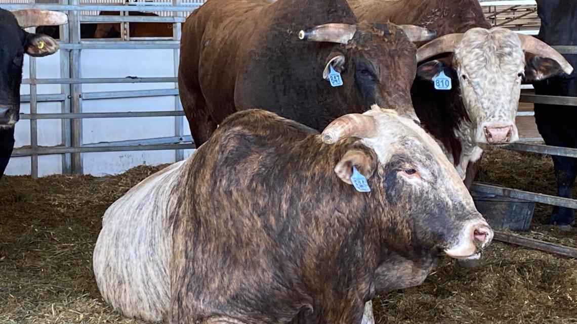 Perry rodeo-goers could face ticket scalpers for sold-out shows ...