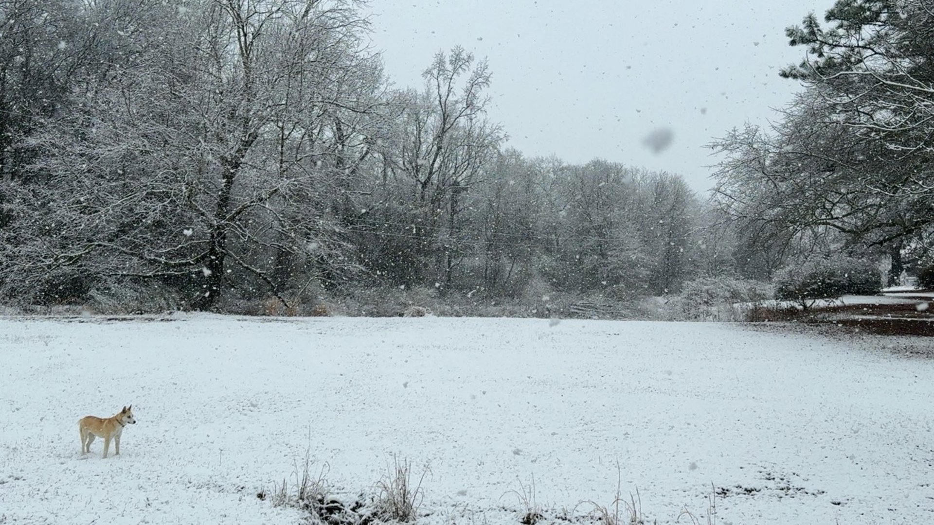 PHOTOS: Central Georgians are sharing their snow photos Sunday morning ...