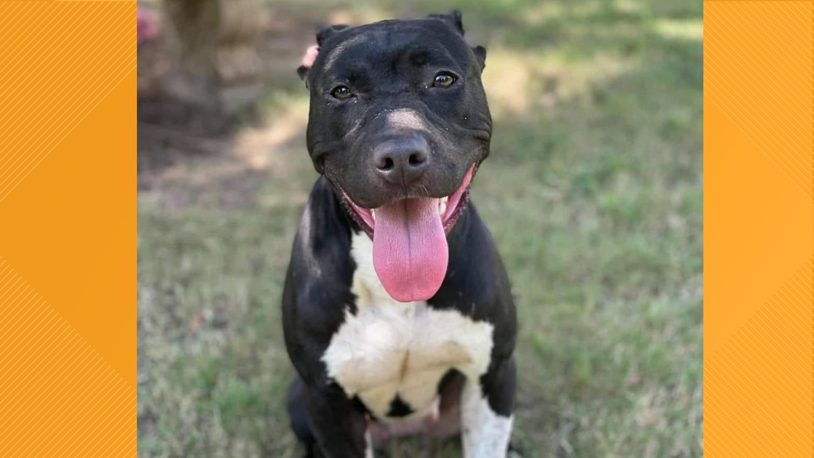 13WMAZ Pet of the Week is Chili Pup | 13wmaz.com