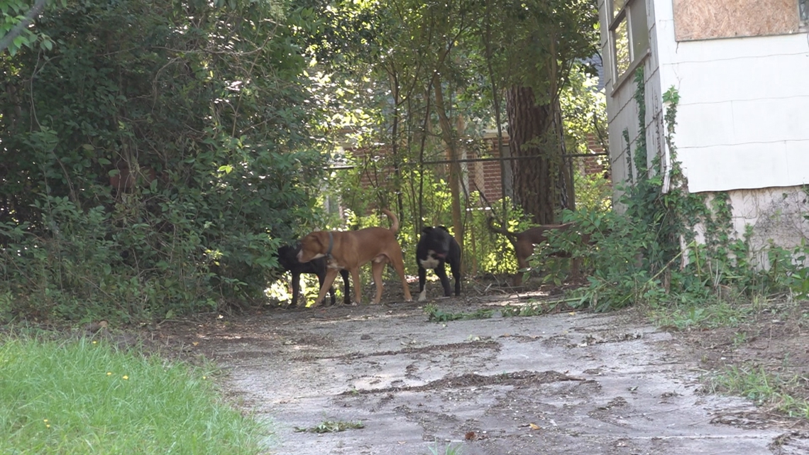 Stray dogs has some upset in this Macon, Georgia neighborhood | 13wmaz.com