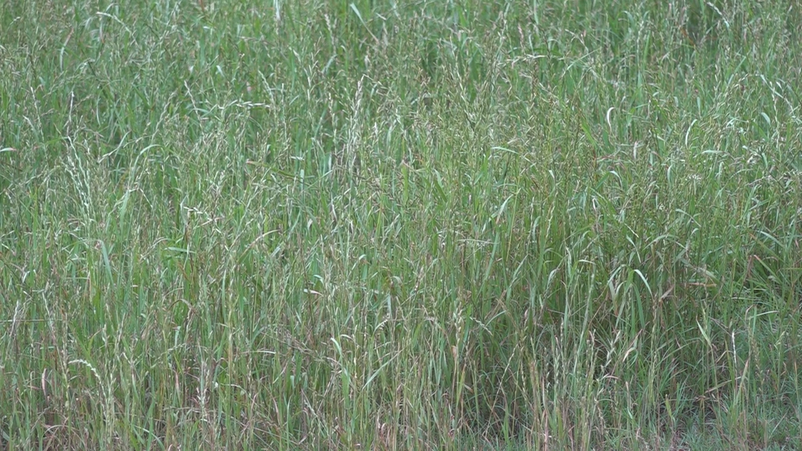 Monroe County hay farmer says recent weather could have massive impact ...
