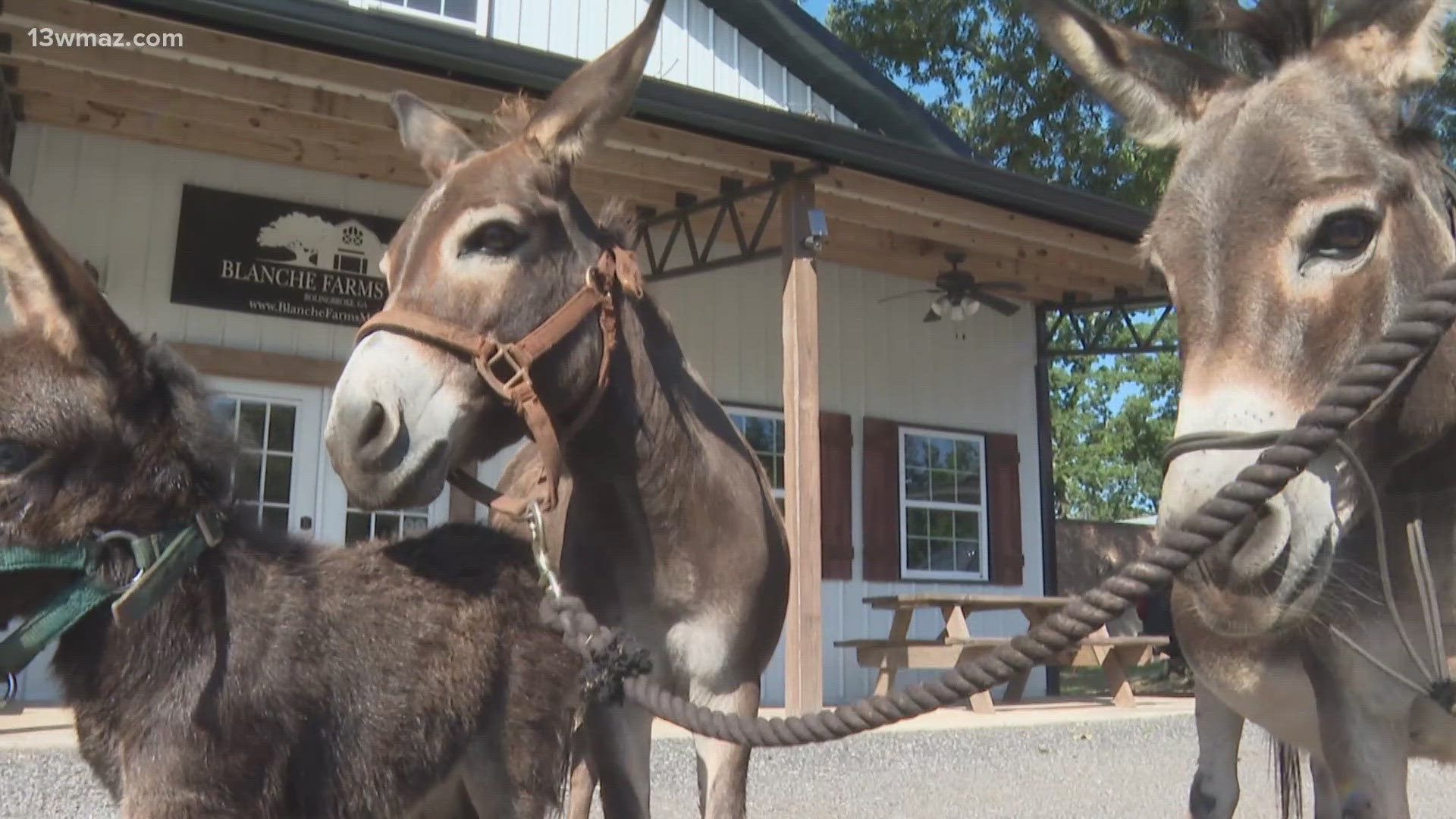 More than 1,500 enter contest to name Bolingbroke baby donkey | 13wmaz.com