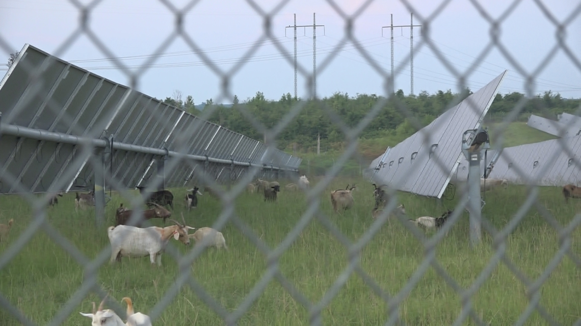Twiggs County solar farm using sheep, goats to stay operational ...