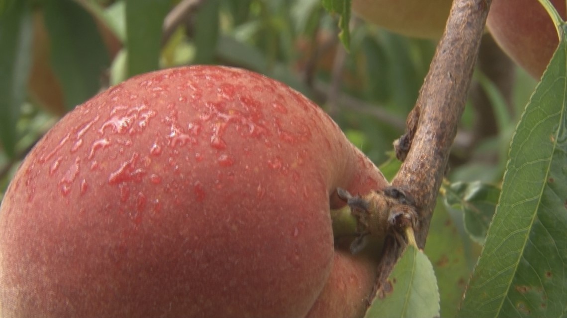 Georgia peach season begins | 13wmaz.com