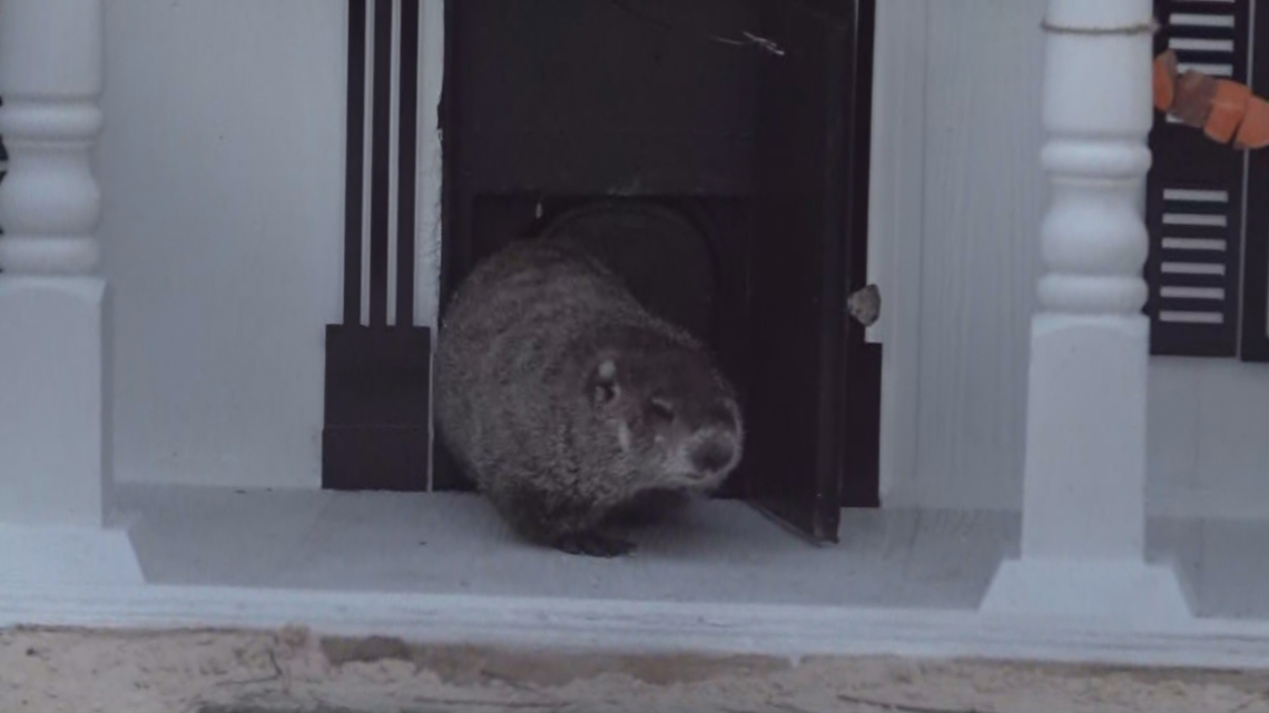 Did Georgia's groundhog General Beauregard Lee see his shadow? What the ...