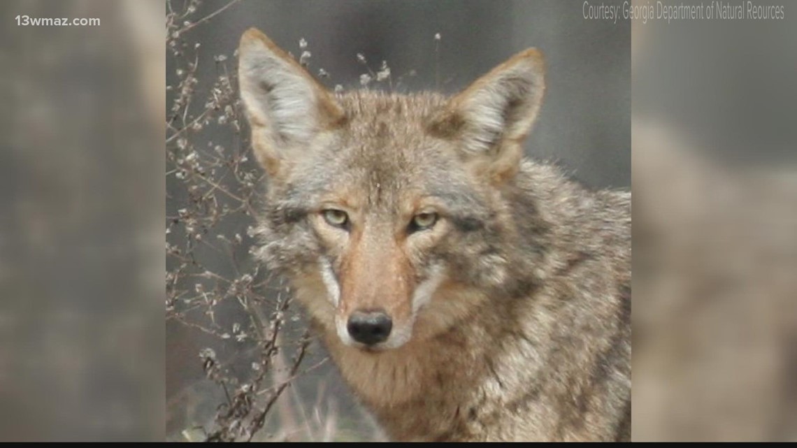 Coyote sightings on the rise as mating season gets underway | 13wmaz.com