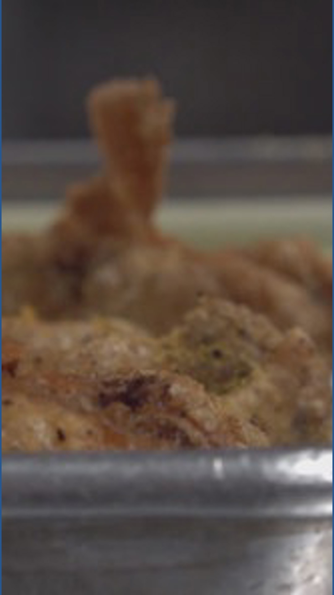 New bill pushes lemon pepper as state chicken wing flavor | 13wmaz.com
