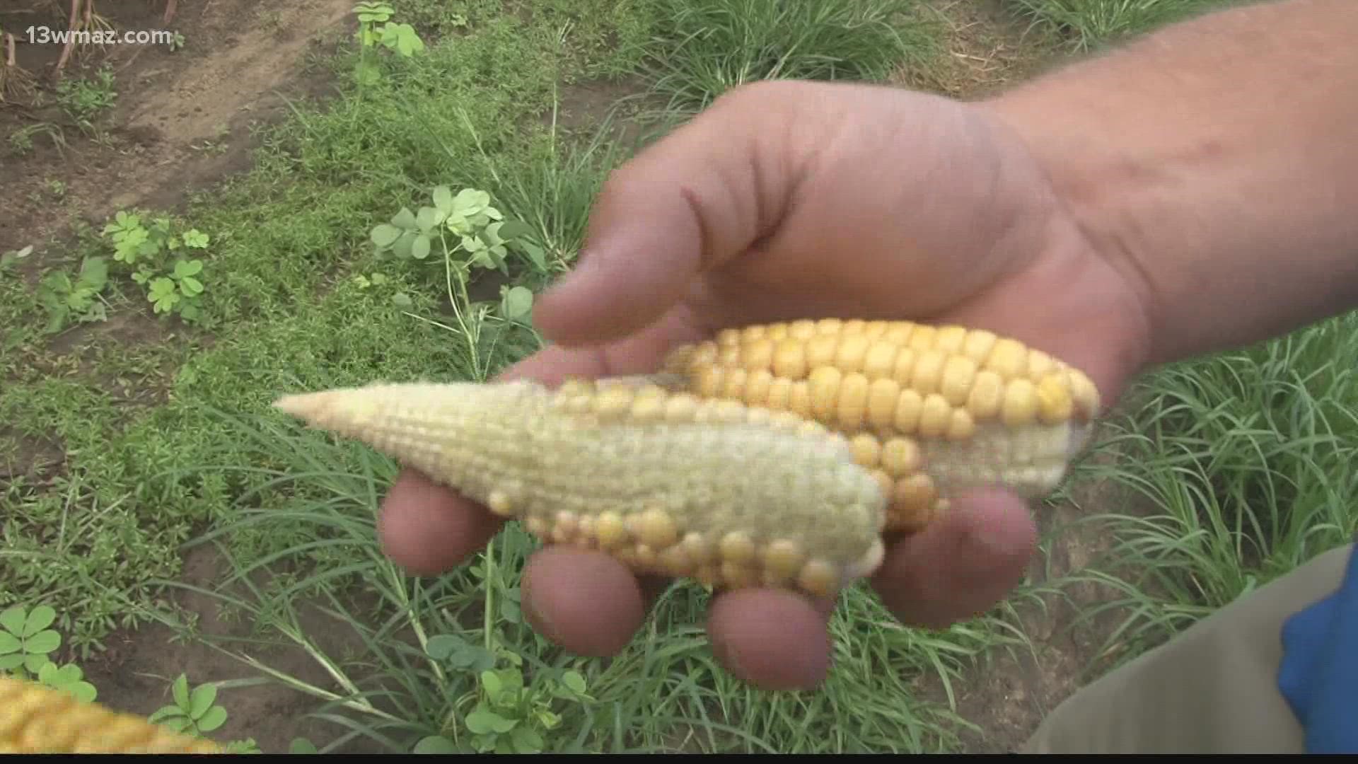 Corn crop suffering in Central Georgia heat | 13wmaz.com