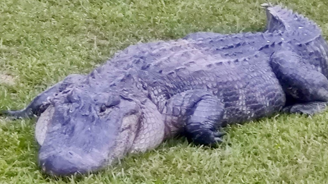 11-foot alligator named Frank captured in Macon, Georgia | 13wmaz.com